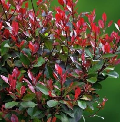 Photinia fraseri 'Red Robin' - XXL Cylinder shape - 230L - Windlestone ...