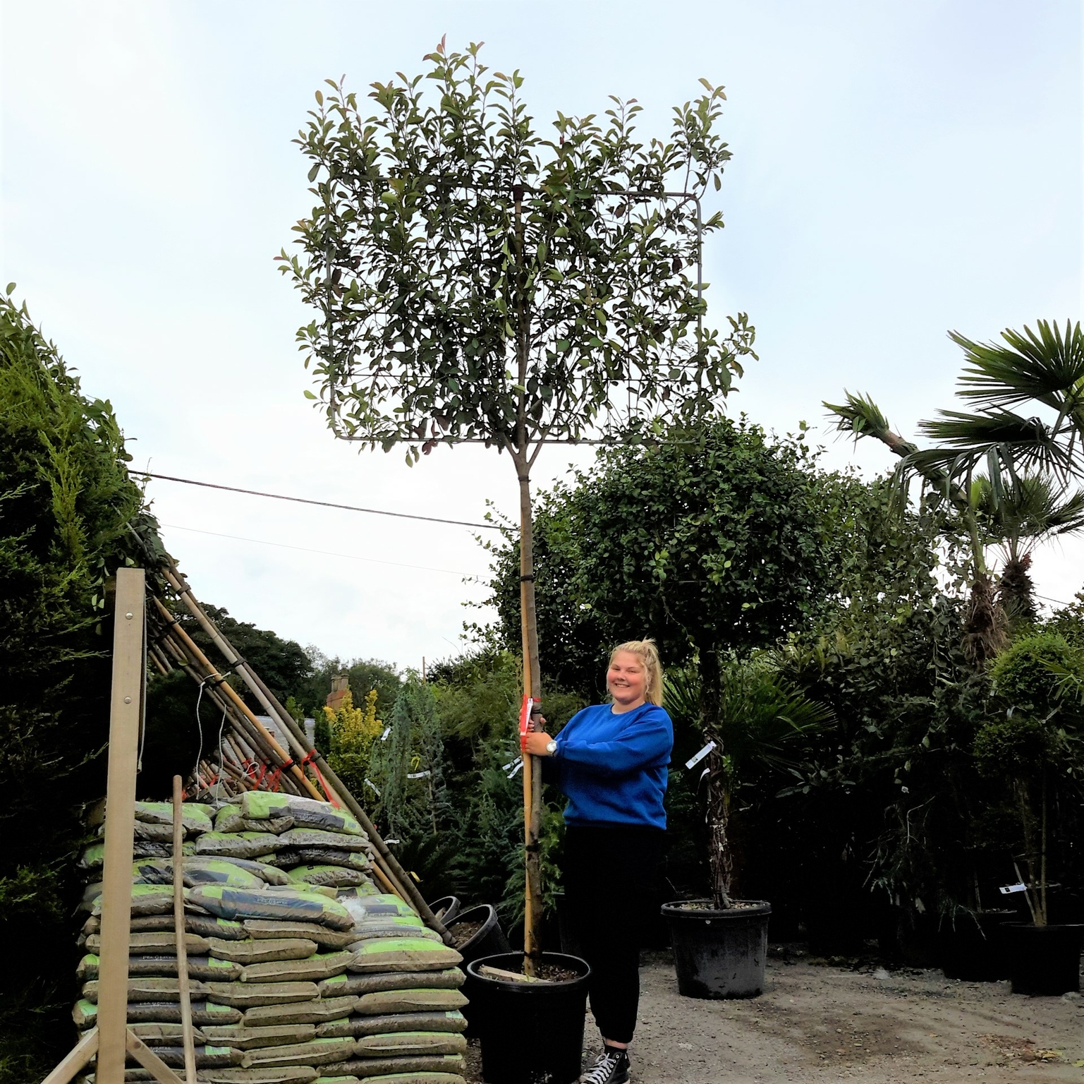 Photinia serrulata 'Red Robin' - Pleached - 45L -190cm clear stem ...