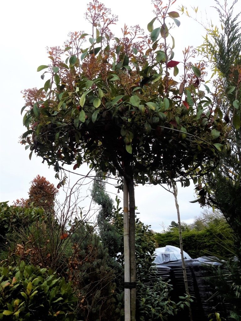 Photinia serrulata 'Red Robin' - Umbrella shape - Windlestone Nursery ...