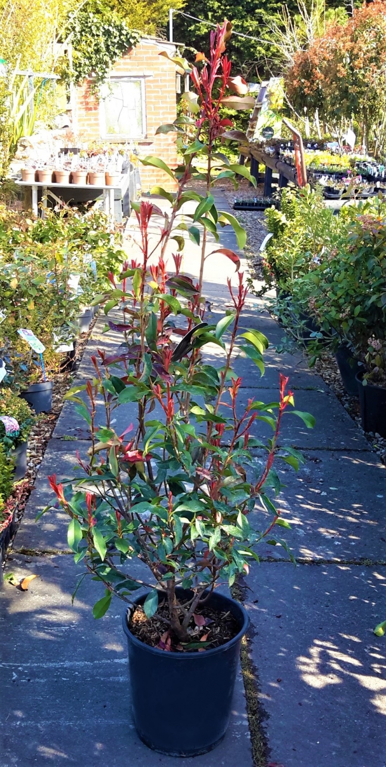 Photinia fraseri 'Dynamo Red'® - 0.8m - Windlestone Nursery & Garden ...
