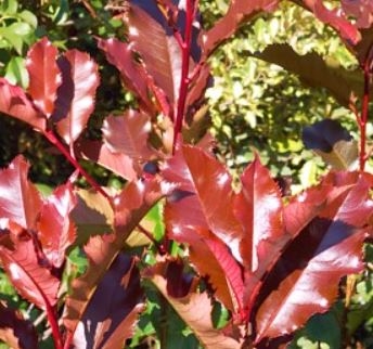 Photinia fraseri 'Magical Volcano'® - 15L - 90cm clear stem ...