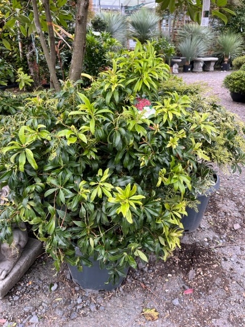 Pieris japonica 'Red Mill' 25L - Windlestone Nursery & Garden Centre in ...
