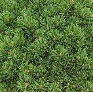 Pinus Mugo Mops (Dwarf Mountain Pine) 35L - 70cm - Windlestone Nursery ...