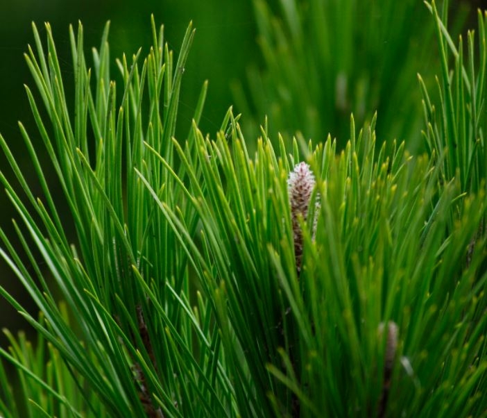 Pinus Nigra Bambino (Dwarf Alpine Conifer) - 25cm - Windlestone Nursery ...
