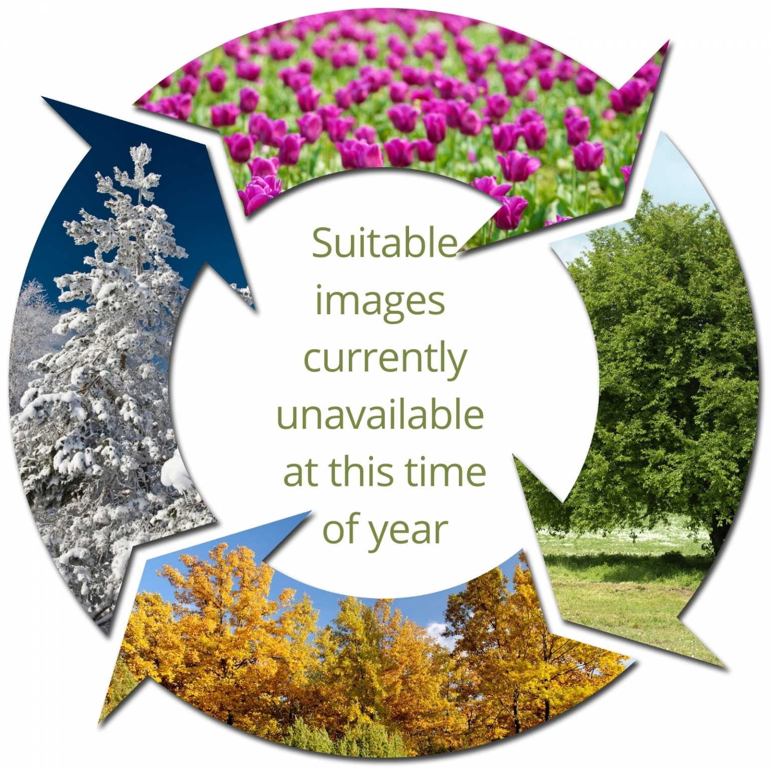 Pleached Malus-Apple Tree Green - Windlestone Nursery & Garden Centre ...