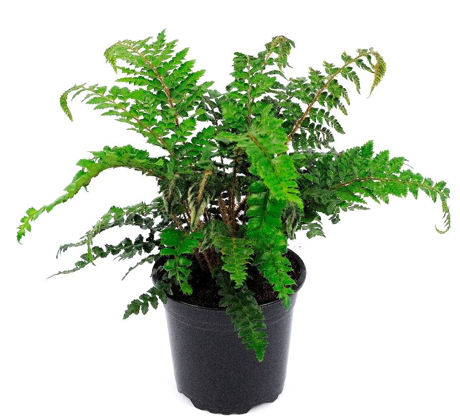 Polystichum Polyblepharum - 3.5L (Tassel fern, Japanese Lace fern ...