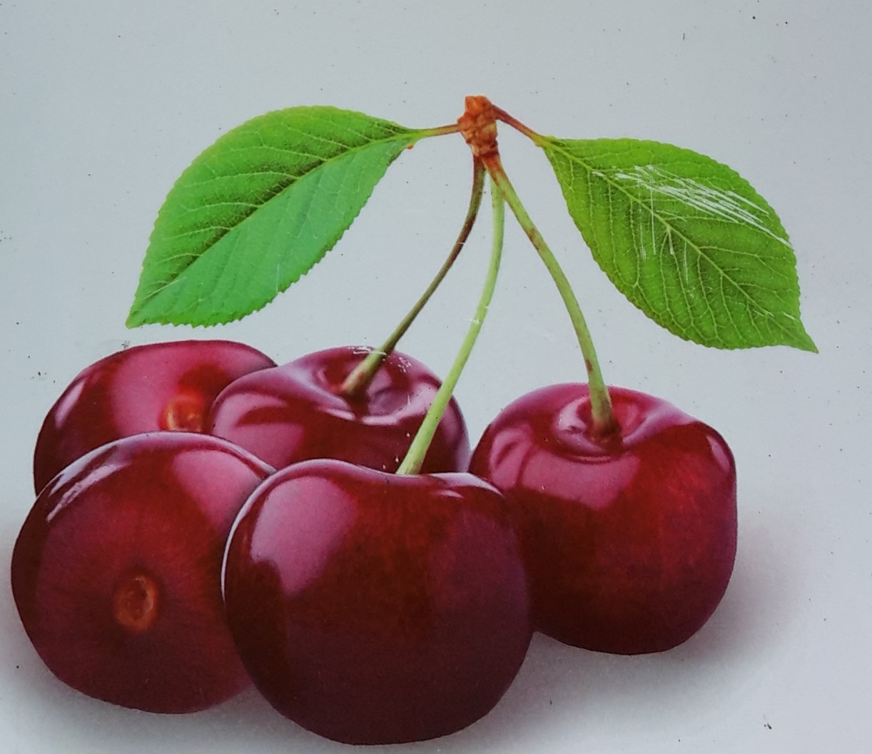 Prunus Avium Bigarreau Moreau (Cherry Tree) - Windlestone Nursery ...