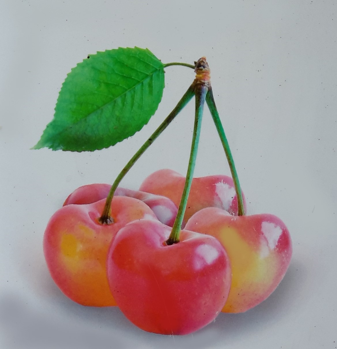 Prunus Avium Bigarreau Napoleon Dwarf (Cherry Tree) - Windlestone ...