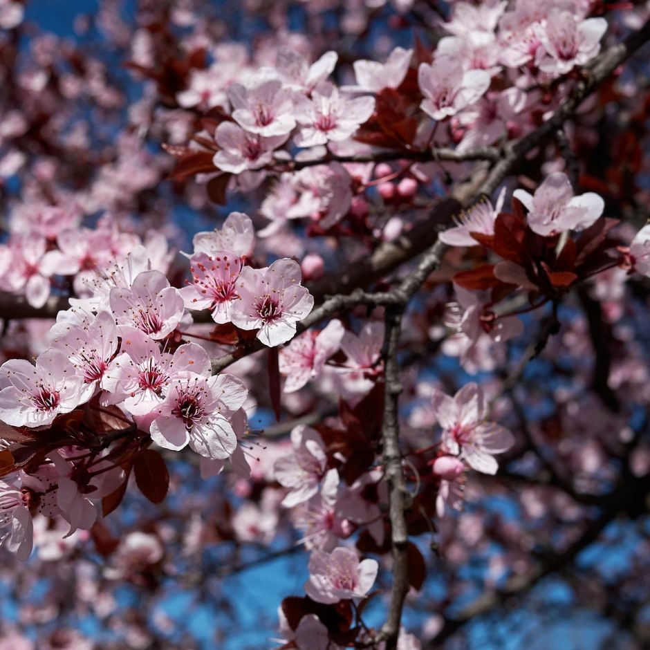 Prunus cerasifera Pissardii Nigra - 30L - 200cm - Windlestone Nursery ...