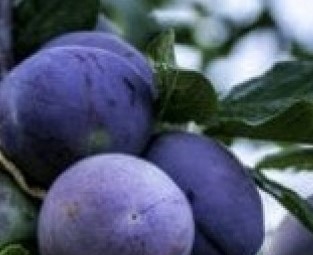 Prunus Domestica President (Plum Tree) - Windlestone Nursery & Garden ...