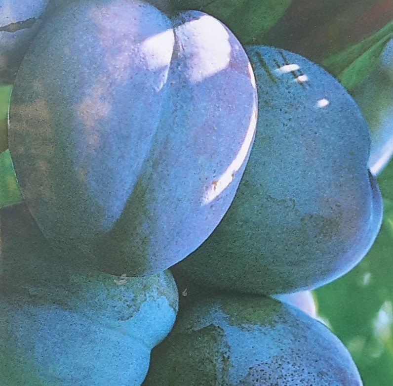 Prunus Domestica Stanley (Plum Tree) - Windlestone Nursery & Garden ...