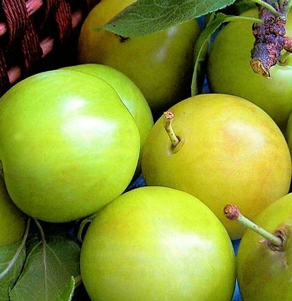 Prunus Domestica (Susino) 'Regina Claudia Verde' (Plum Tree) - 230L ...