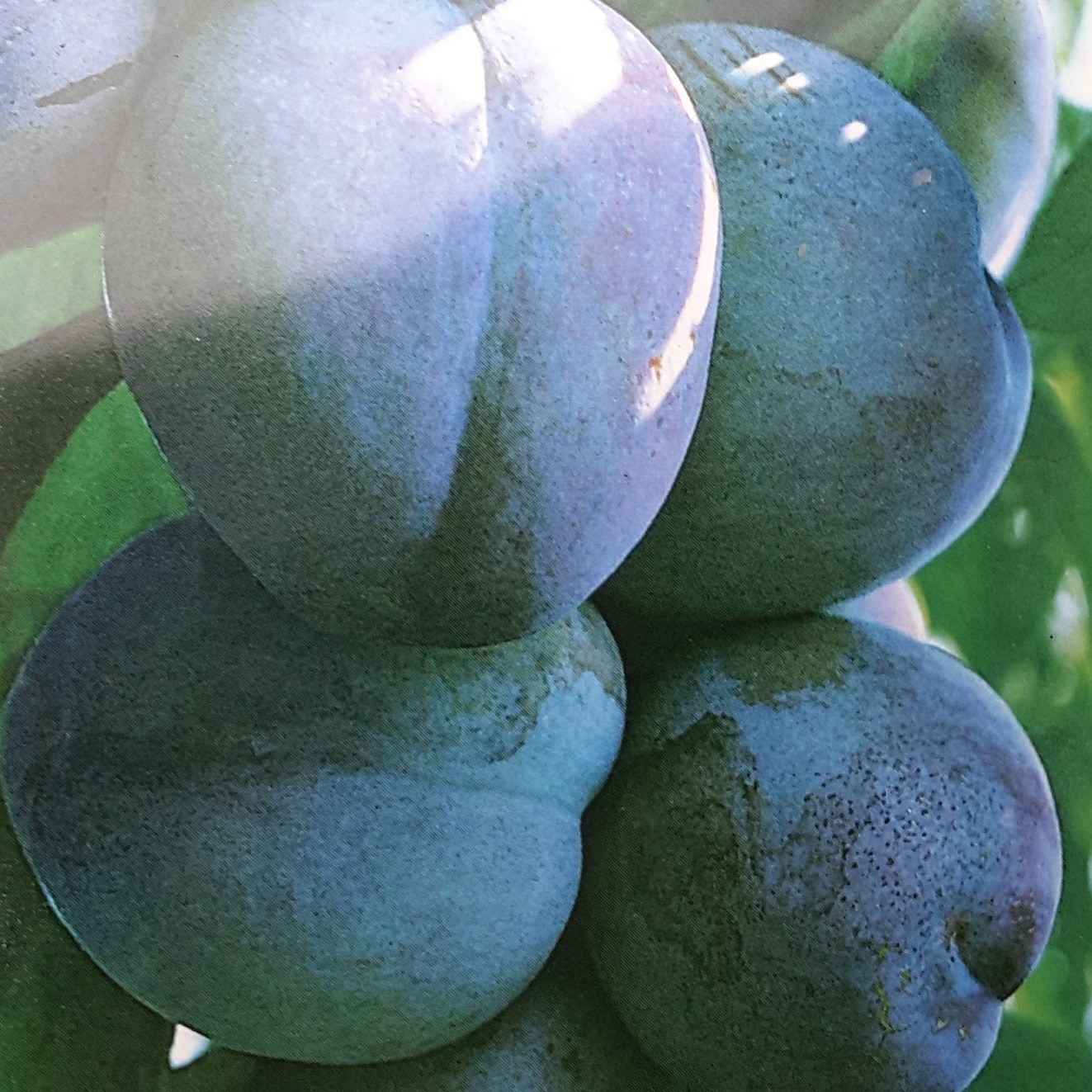 Prunus Domestica (Susino) Stanley (Plum Tree) - 230L - Espalier - 170cm ...