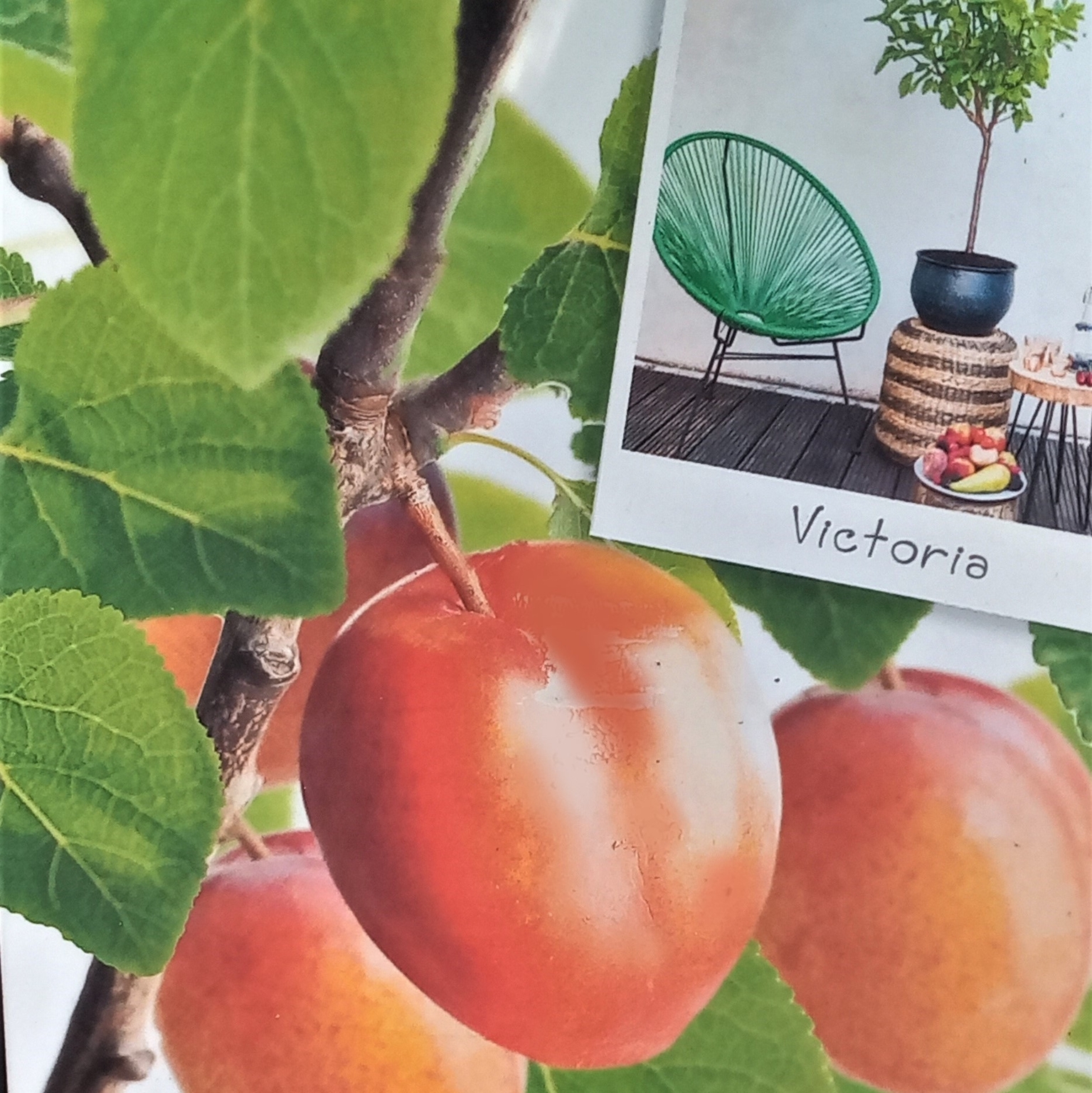 Prunus Domestica Victoria Dwarf (Plum Tree) - 70cm - Windlestone ...