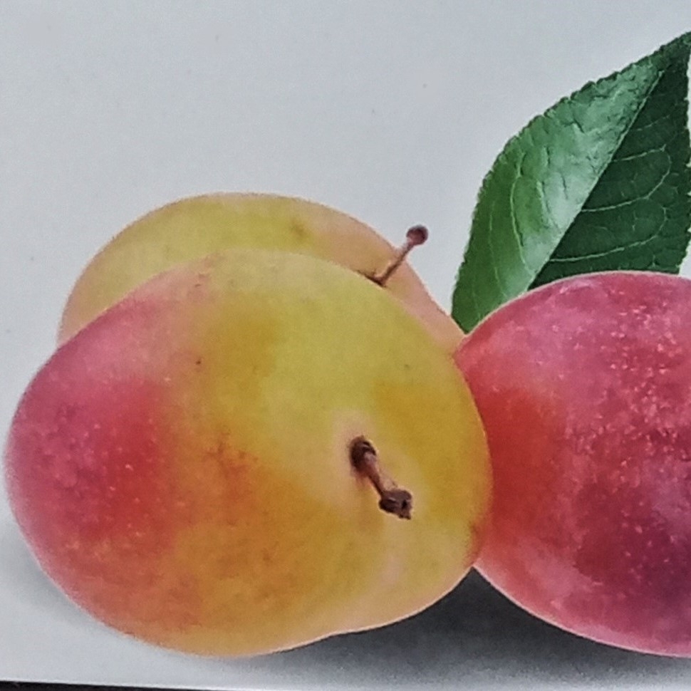 Prunus Domestica Victoria Dwarf (Plum Tree) - 90cm - Windlestone ...