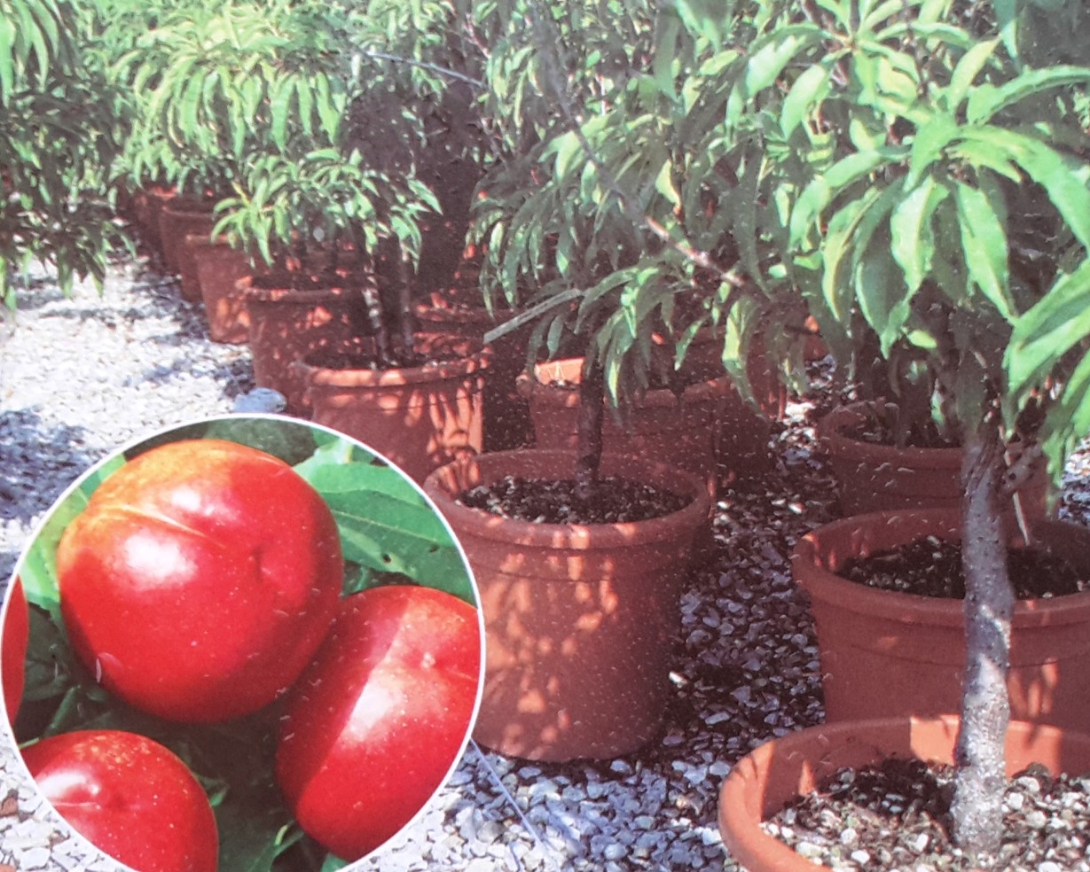 Prunus Persica Dwarf (Nectarine Tree) - Windlestone Nursery & Garden ...