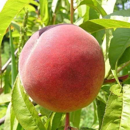 Prunus Persica Flavourcrest - (Peach Tree) - Windlestone Nursery ...