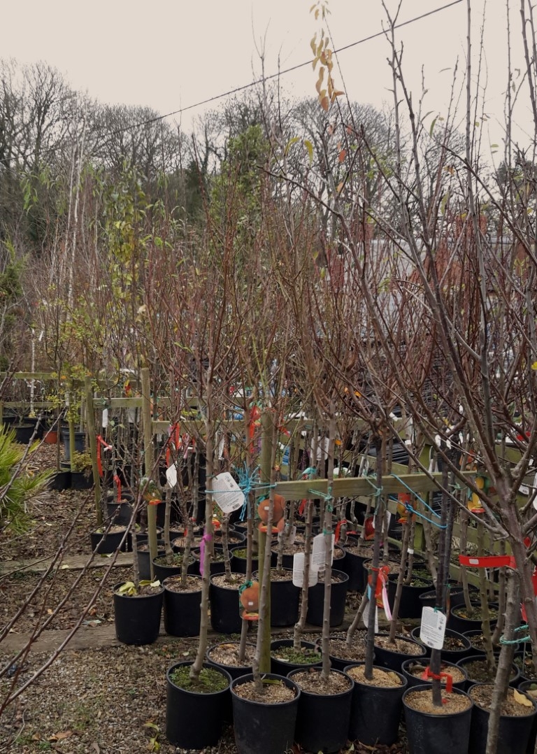 Prunus Persica Snow Queen (Nectarine Tree) - Windlestone Nursery ...