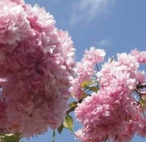 Prunus Serrulata Kiku-Shidare-Zakura (Weeping Cherry Tree ...