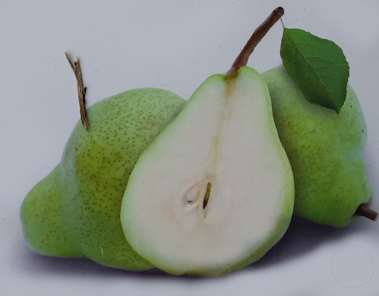 Pyrus Communis Beurre Alexandre Lucas Dwarf (Pear Tree) - Windlestone ...