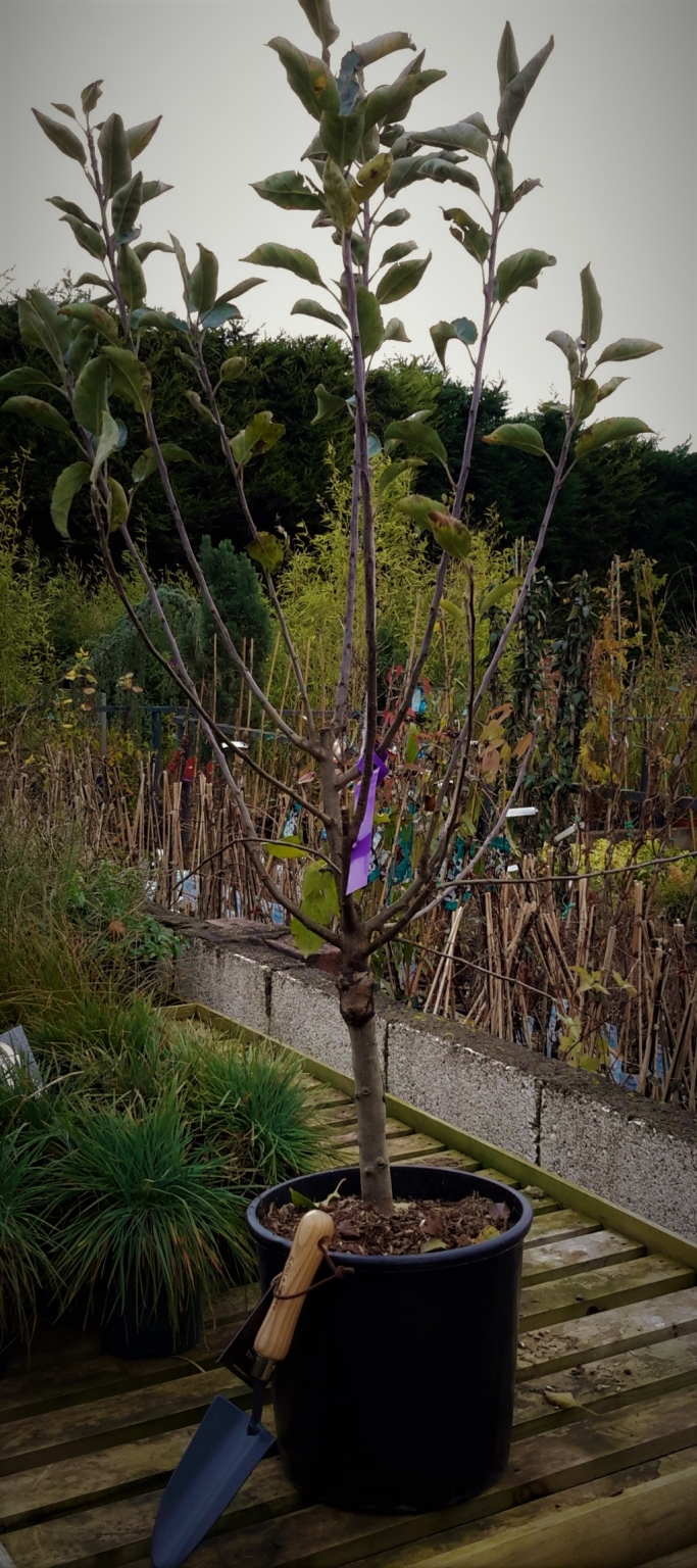 Pyrus Communis Dwarf (Pear Tree) - Windlestone Nursery & Garden Centre ...