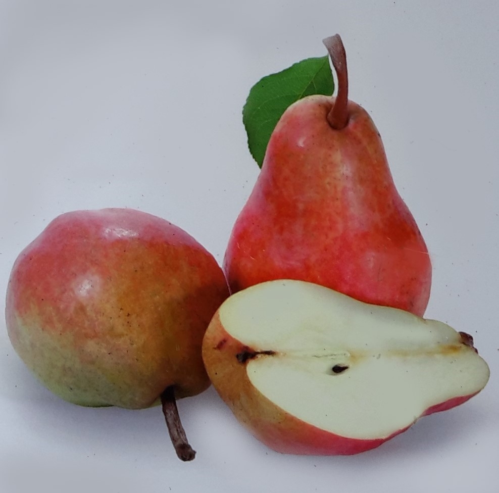 Pyrus Communis Gieser Wildeman Dwarf (Pear Tree) - Windlestone Nursery ...