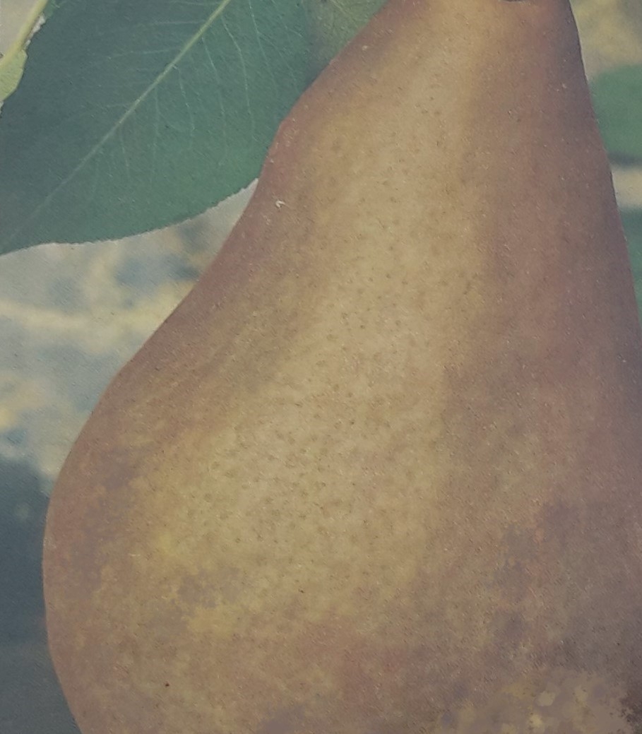 Pyrus Communis Kaiser (Pear Tree) - Windlestone Nursery & Garden Centre ...