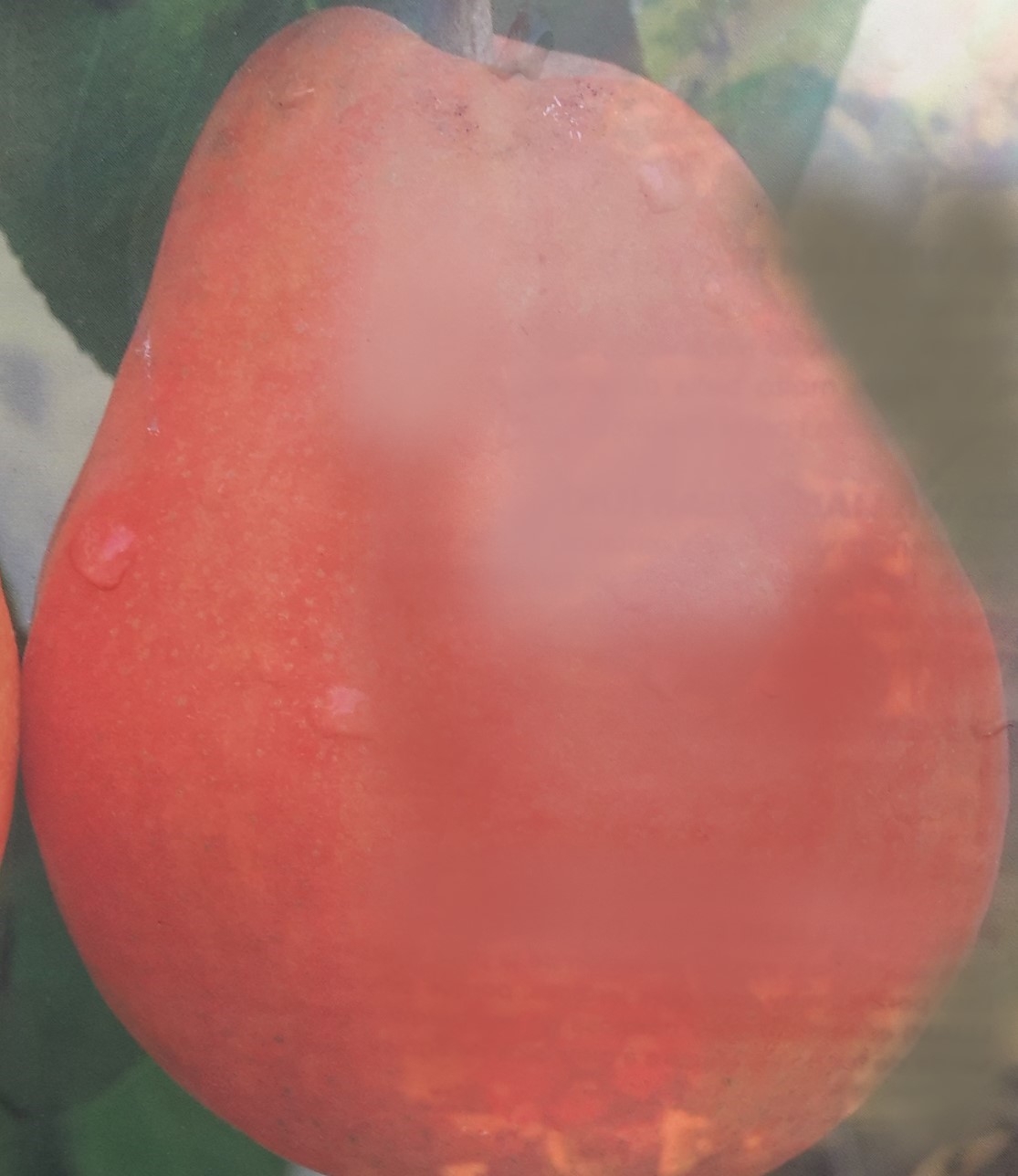 Pyrus Communis William Red Dwarf (Pear Tree) - Windlestone Nursery ...