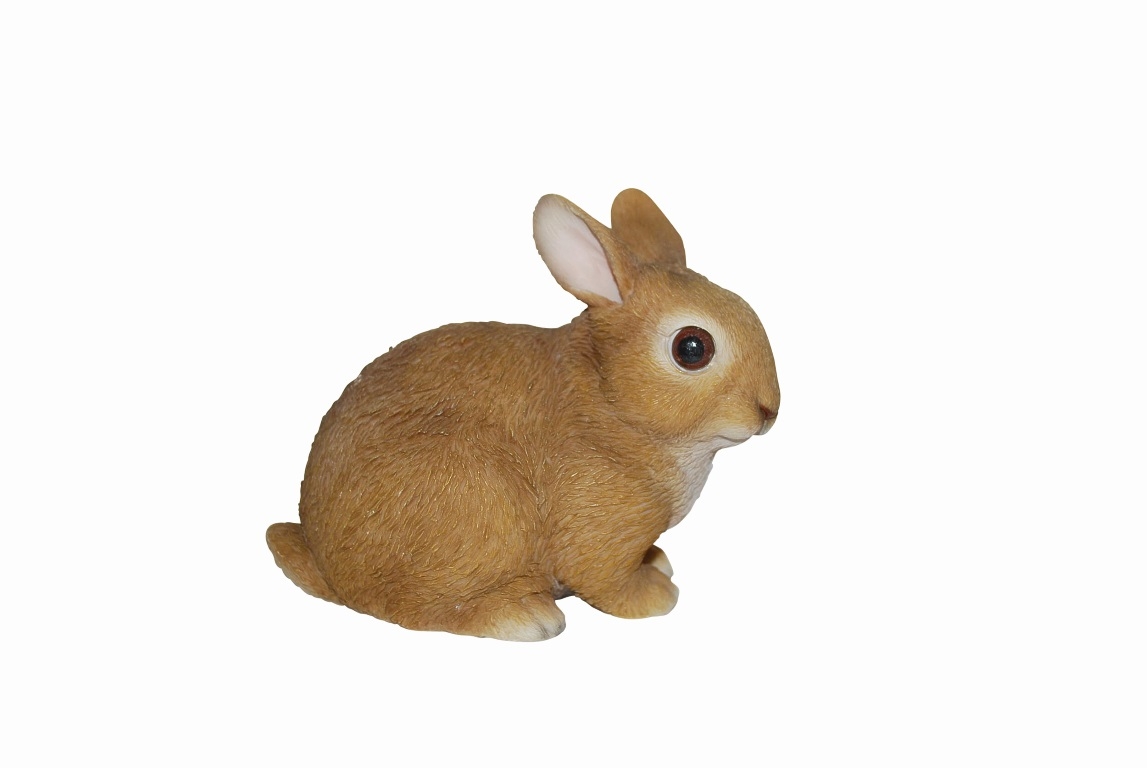 Real Life Baby Rabbits - Windlestone Nursery & Garden Centre in ...