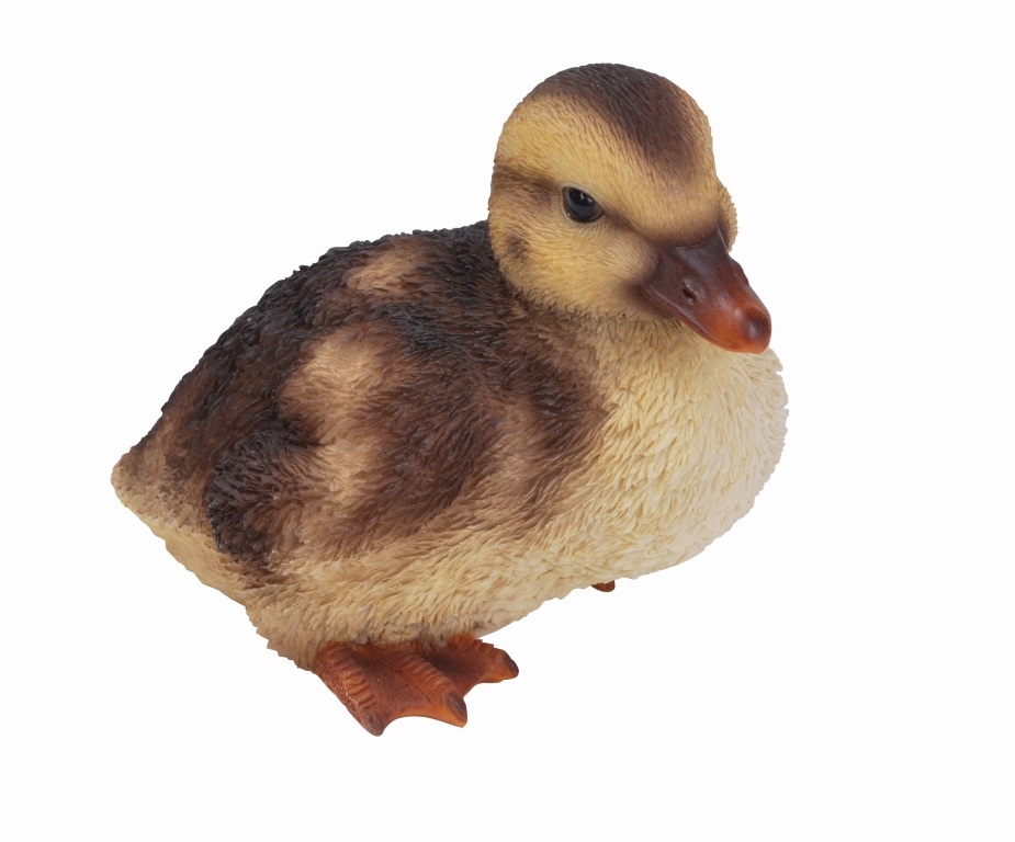 Real Life Squatting Duckling - Windlestone Nursery & Garden Centre in ...