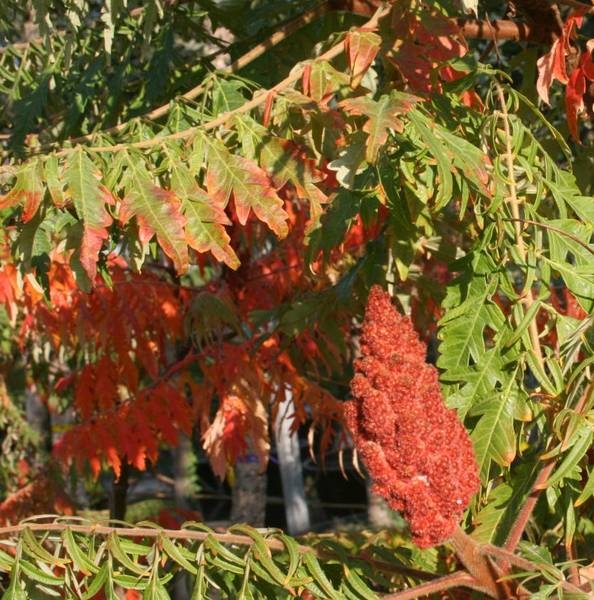 Rhus Typhina Dissecta - 4L - 120cm - Windlestone Nursery & Garden ...