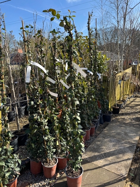 Rhyncospermum jasminoides - on cane - 3L- 1.5m - Windlestone Nursery ...