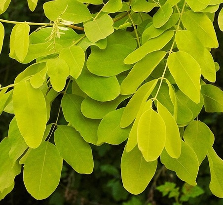 Robinia Pseud. Frisia - 35L - Windlestone Nursery & Garden Centre in ...