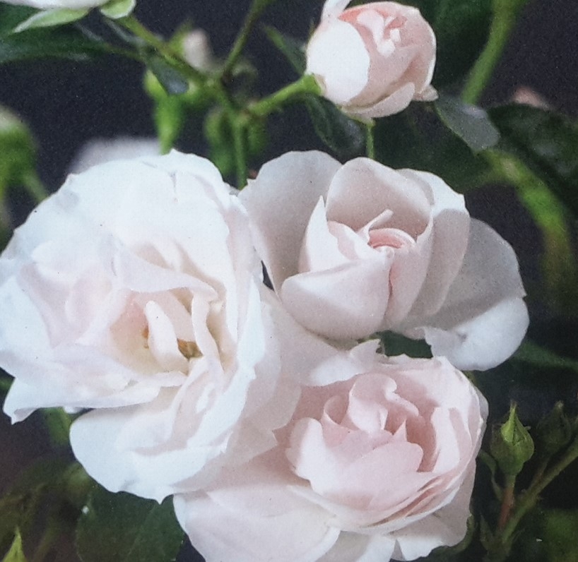Rose 'Aspirin Rose' 3L - Windlestone Nursery & Garden Centre in ...