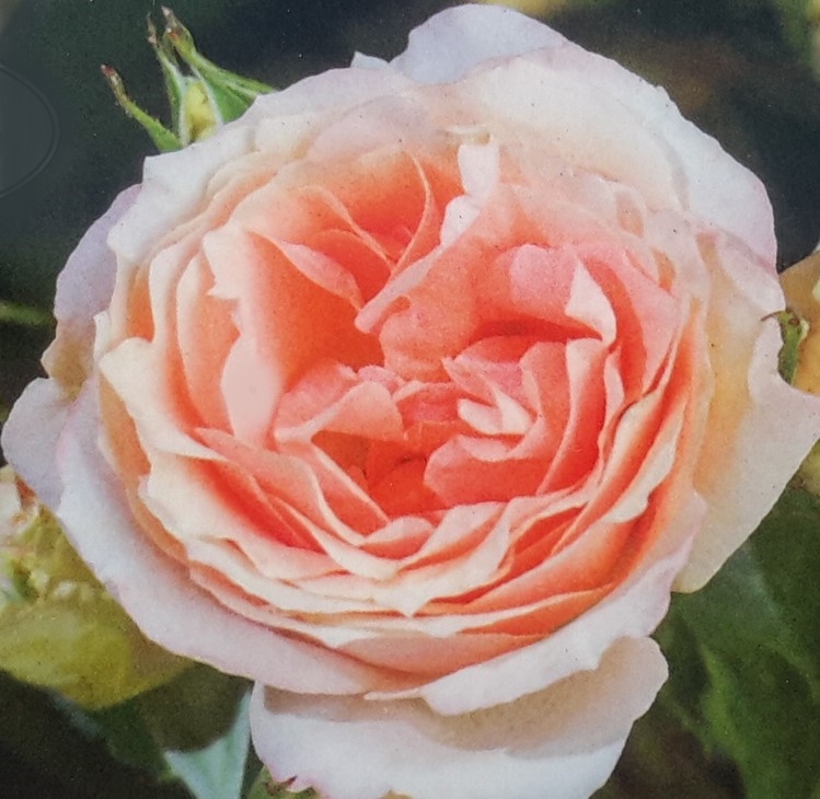 Rose 'Caerphilly Castle' 3L - Windlestone Nursery & Garden Centre in ...