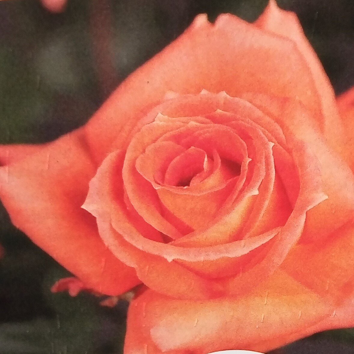 Rose 'Doris Tysterman' - 2.5L - Windlestone Nursery & Garden Centre in ...