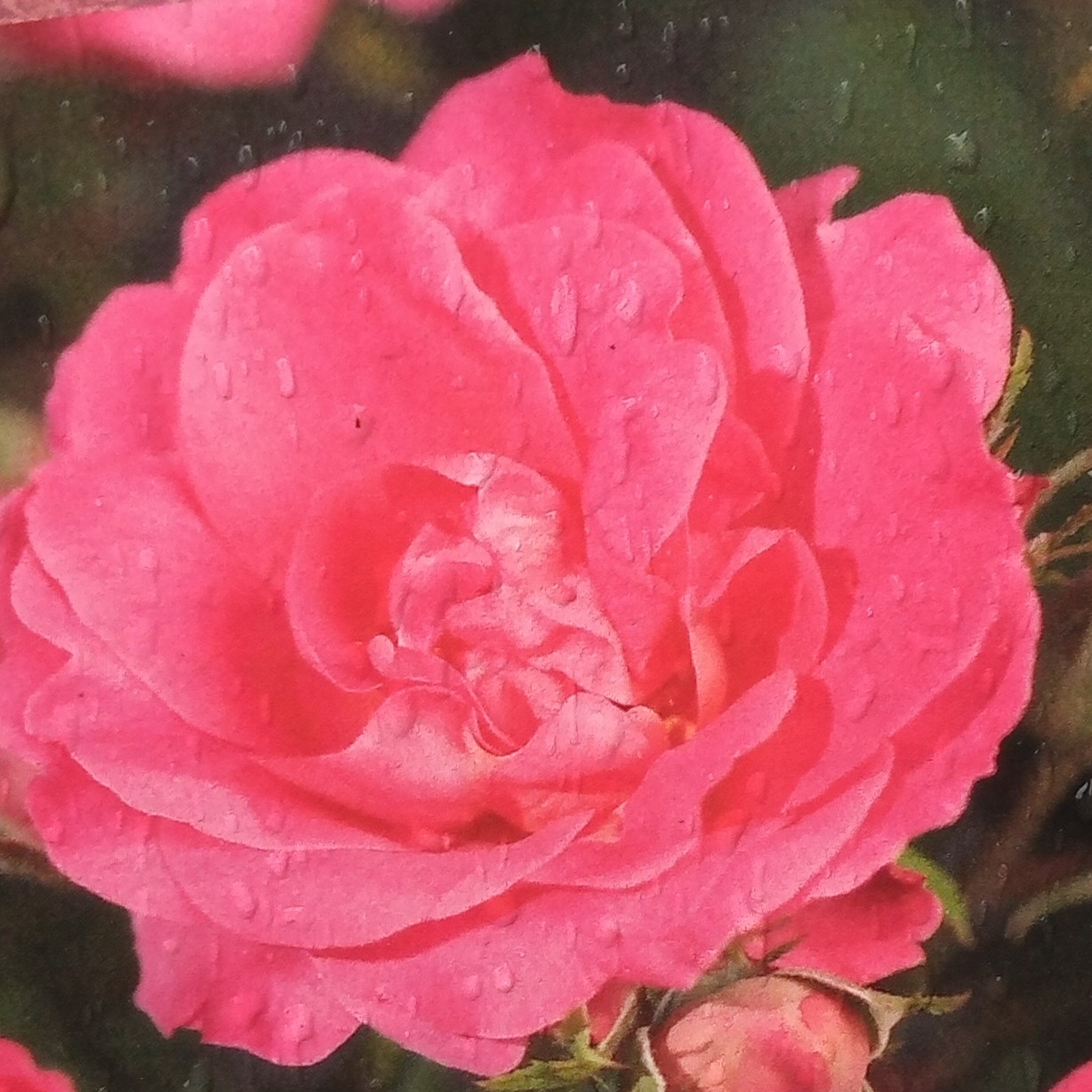 Rose 'Melrose' - 2L - Windlestone Nursery & Garden Centre in Ferryhill ...