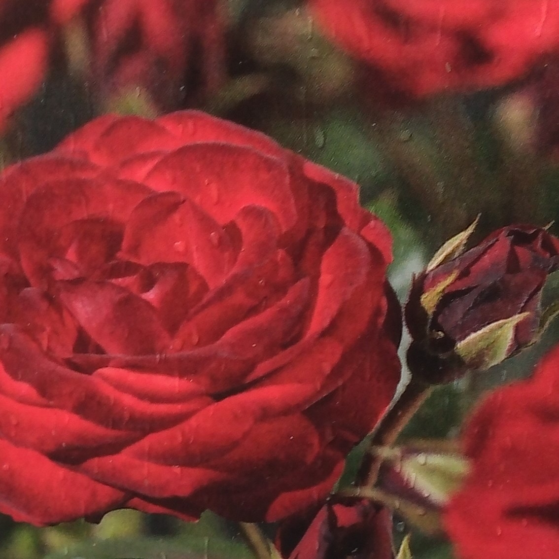 Rose 'Stromboli' - 2L - Windlestone Nursery & Garden Centre in ...