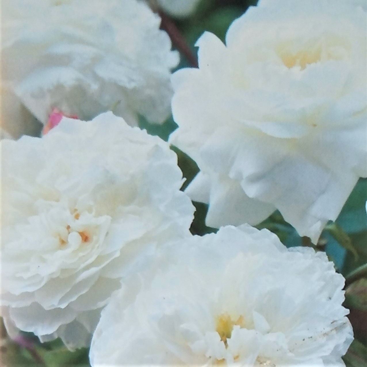 Rose 'Susan Williams Ellis' -- 2L - Windlestone Nursery & Garden Centre ...