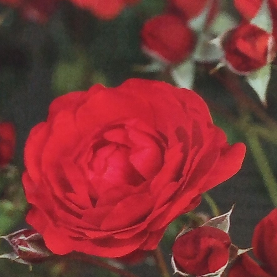 Rose 'Trumpeter' - 2L - Windlestone Nursery & Garden Centre in ...