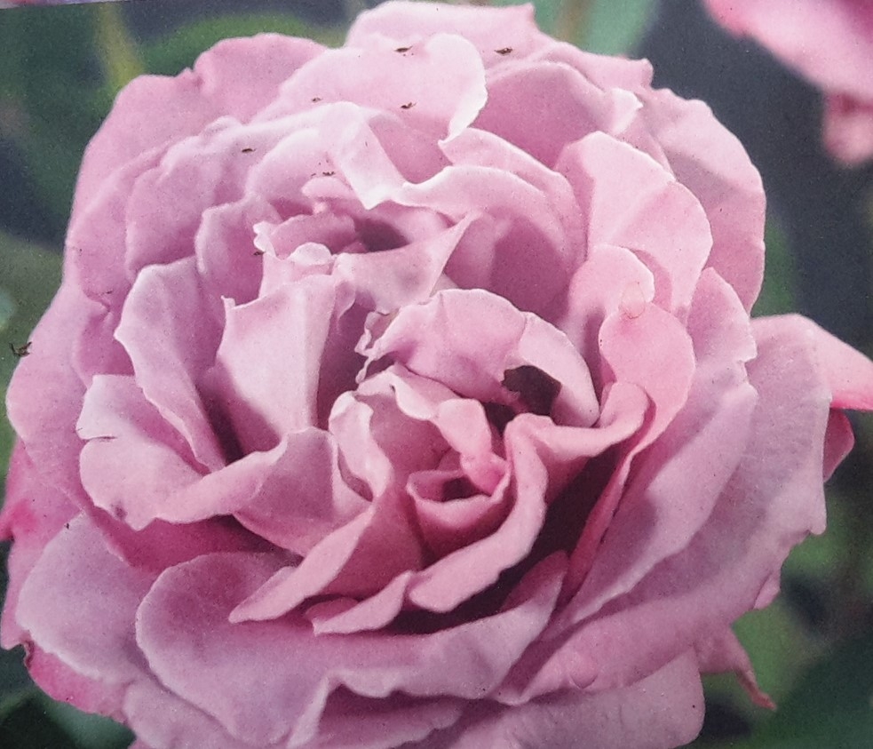 Rose 'Waltz Time' 3L - Windlestone Nursery & Garden Centre in Ferryhill ...
