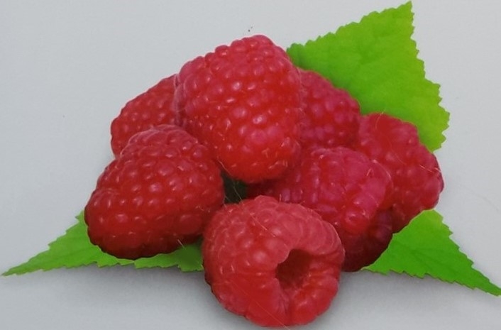Rubus Idaeus Héritage 2L (Raspberry) - Windlestone Nursery & Garden ...