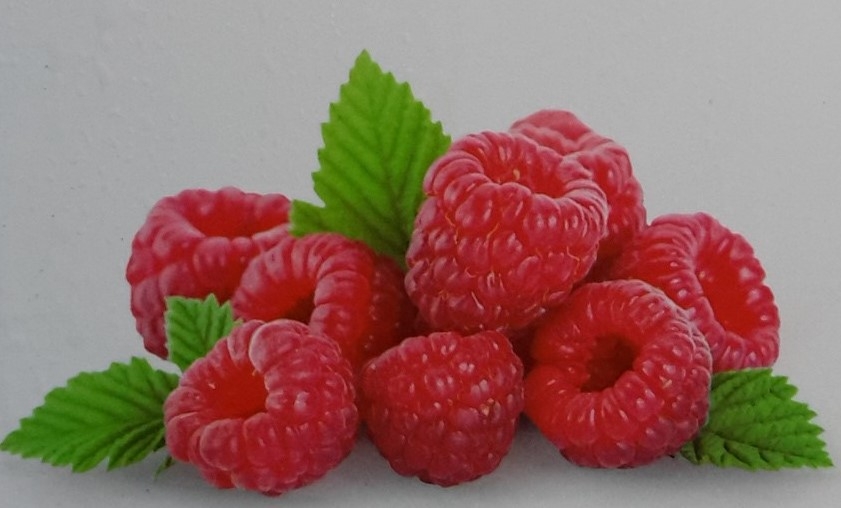 Rubus Idaeus Meeker 2L (Raspberry) - Windlestone Nursery & Garden ...