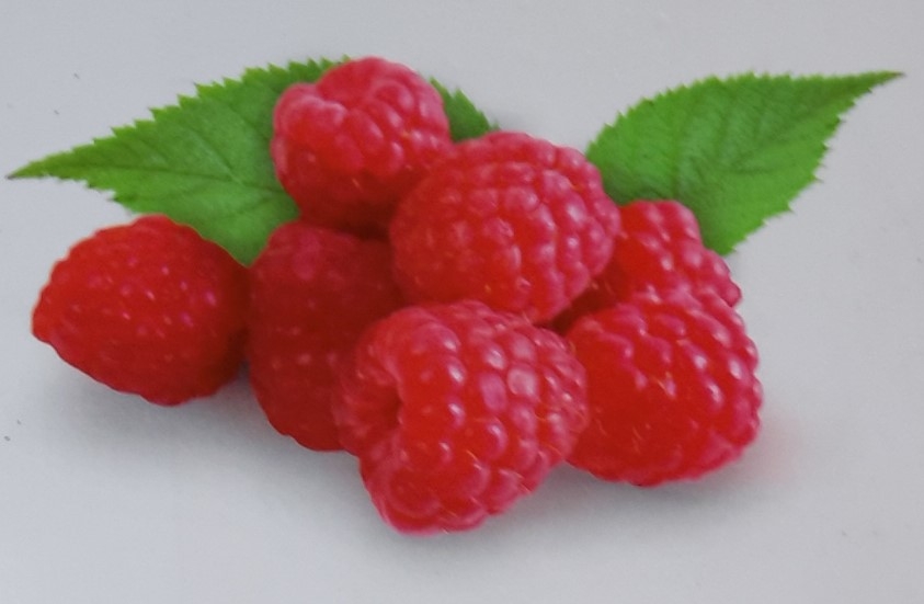 Rubus Idaeus Willamette 2L (Raspberry) - Windlestone Nursery & Garden ...