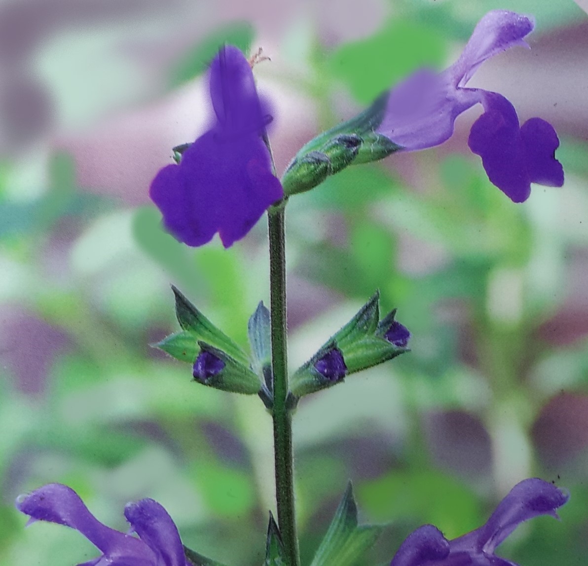Salvia Microphylla Blue Monrovia 2L - Windlestone Nursery & Garden ...
