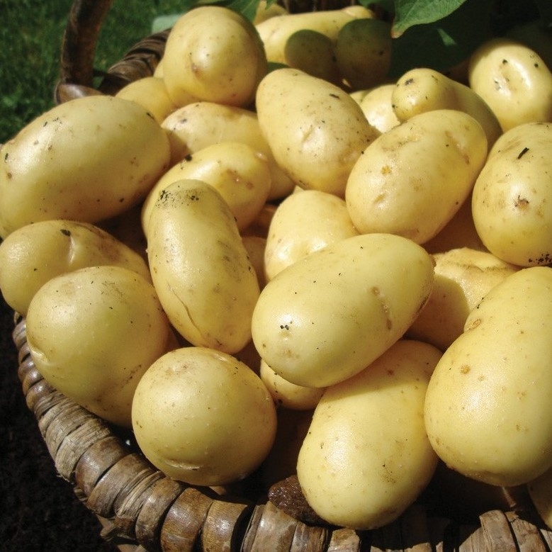 Second Early Seed Potato - Charlotte - 2kg - Windlestone Nursery ...