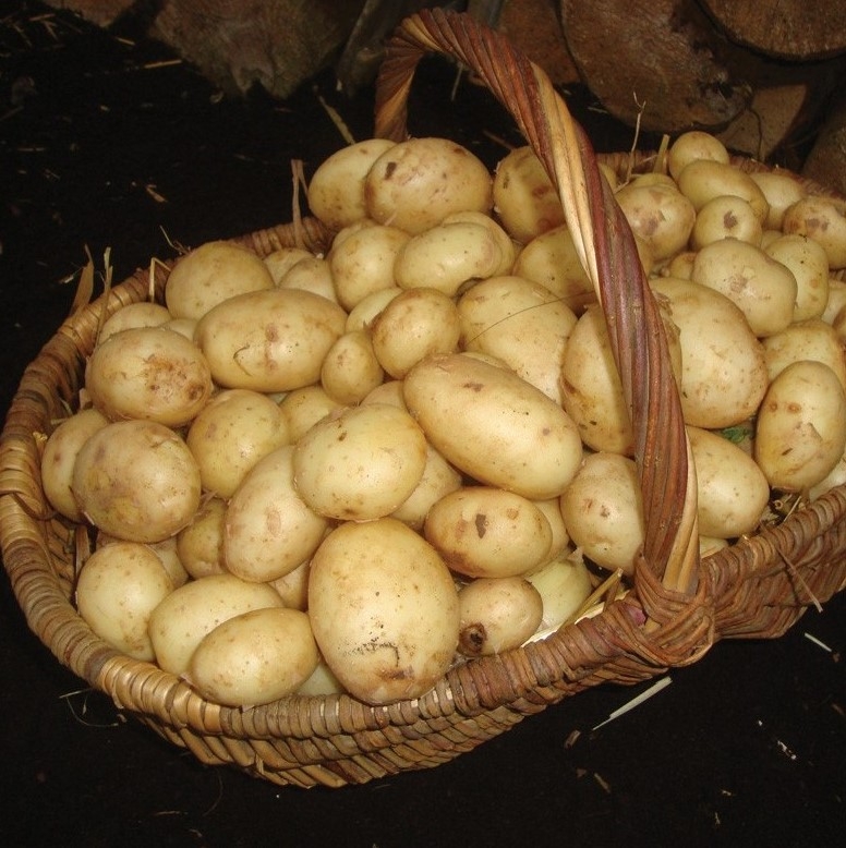 Second Early Seed Potato - Maris Peer - 2kg - Windlestone Nursery ...