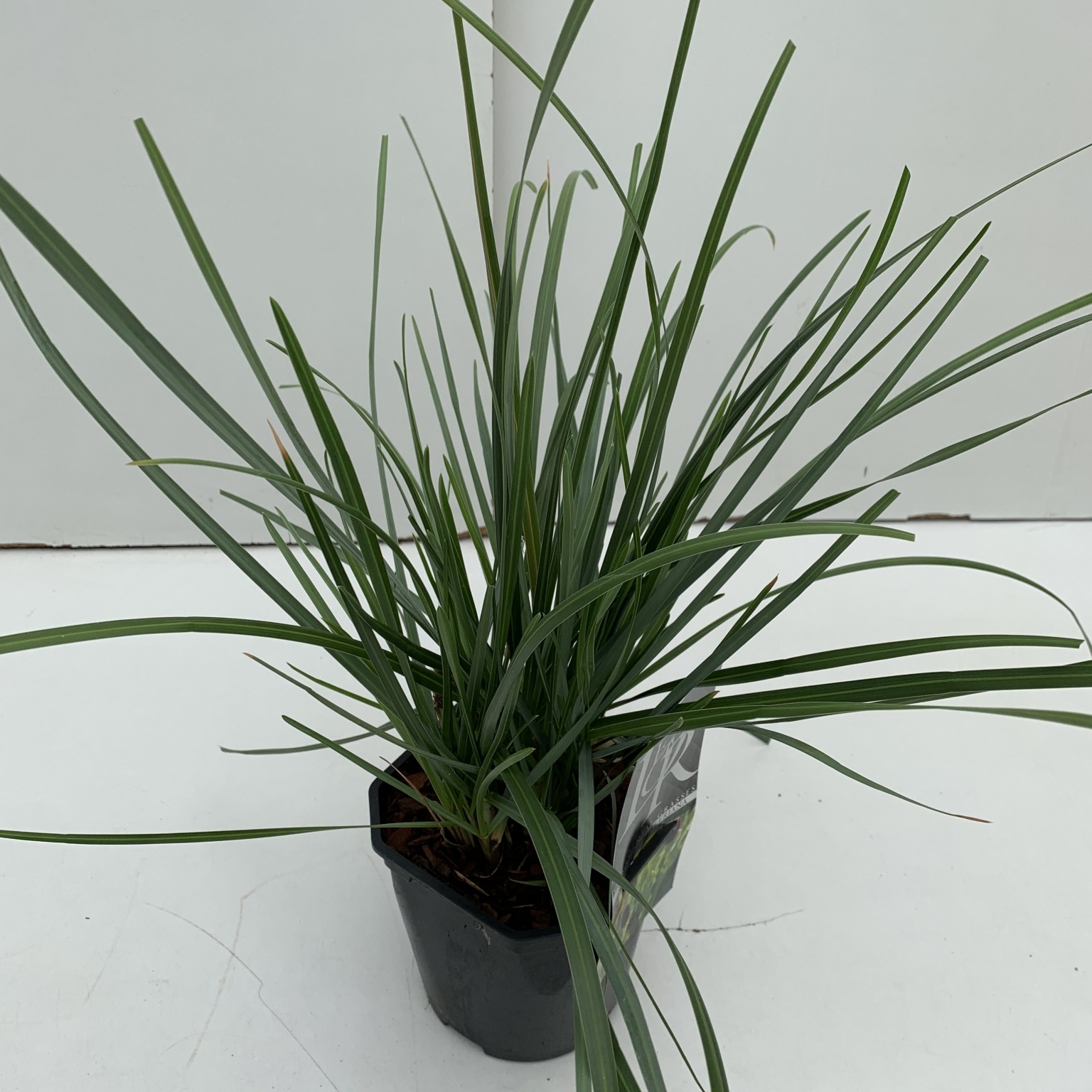 Sesleria Heufleriana 2L - Windlestone Nursery & Garden Centre in ...