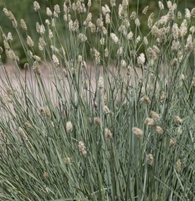 Sesleria Nitida 2L - Windlestone Nursery & Garden Centre in Ferryhill ...