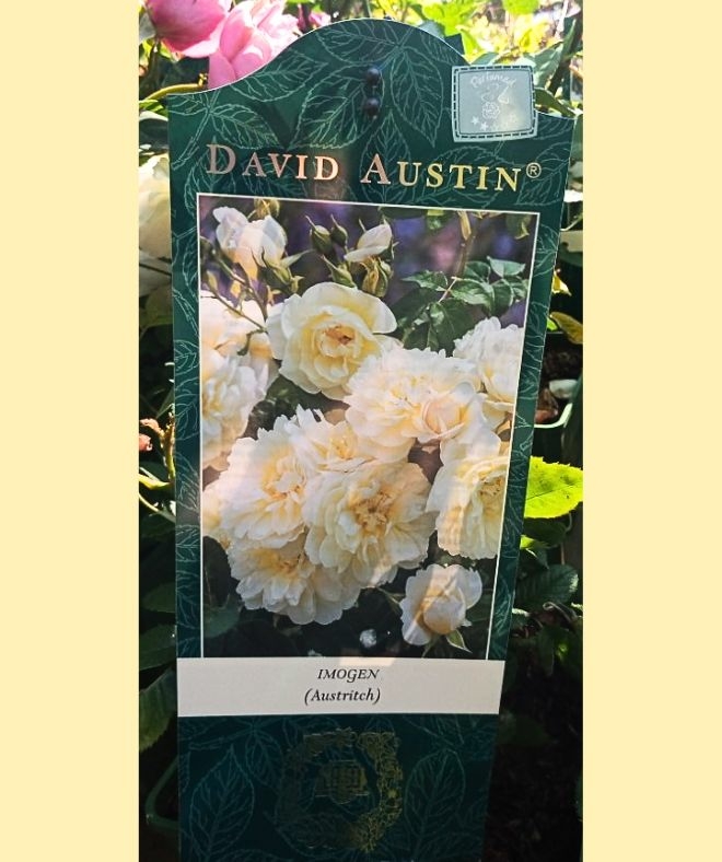 Standard Rose - Imogen - Windlestone Nursery & Garden Centre in ...